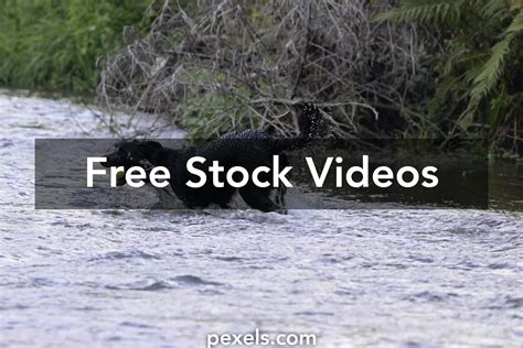 Girlsknottedbydog Videos Download The Best Free 4k Stock Video