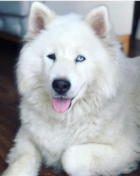 Samoyed Husky Mix