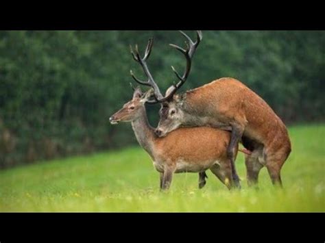 How Do Deer Have Sex YouTube