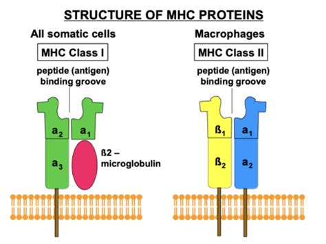 Introduction To The Immune System 5 Cell Mediated Immunity Flashcards Quizlet