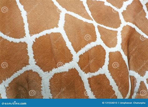 Fondo De La Textura De Los Modelos De La Piel De La Jirafa Imagen De