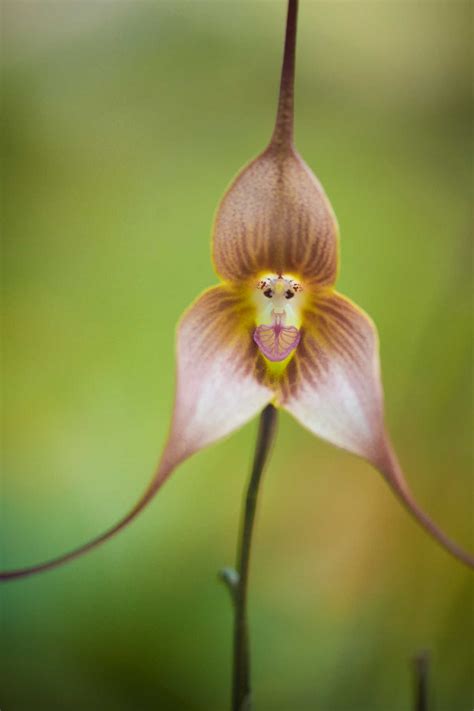 50 Weird And Unusual Flowers Sunny Home Gardens
