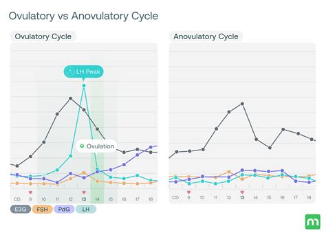Anovulatory Cycle Signs Causes And How To Support Ovulation