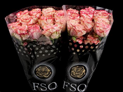 Country Candy A Creampink Rose From Ecuador