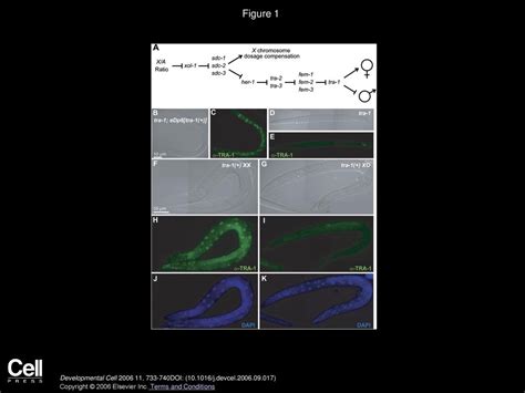 Mara Schvarzstein Andrew M Spence Developmental Cell Ppt Download