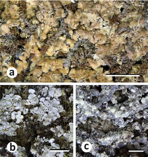 Thallus Morphology In The Genus Normandina A N Simodensis Fertile Download Scientific