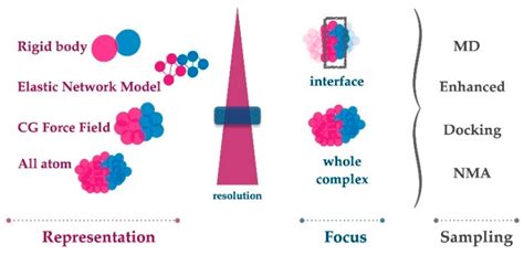 Modeling The Dynamics Of Proteinprotein Interfaces How And Why