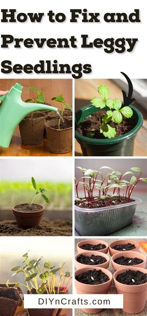 11 Tried And True Hacks To Fix And Prevent Leggy Seedlings Artofit