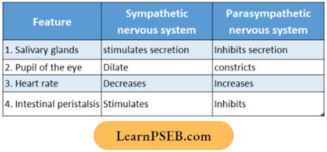 PSEB Class Biology On Central Nervous System Multiple Choice Questions Learn PSEB
