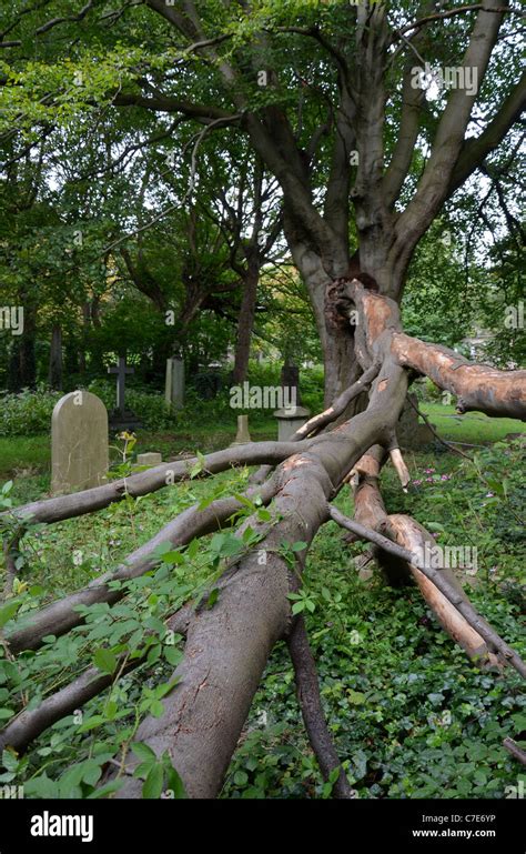 Broken Tree Branch Hi Res Stock Photography And Images Alamy
