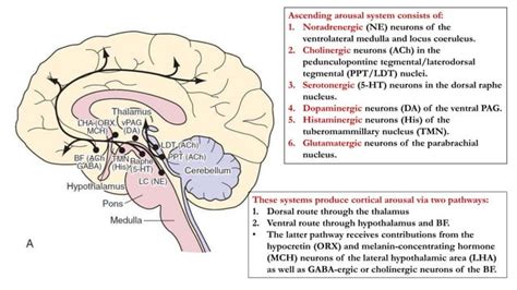 Sleep Neurobiology And Insomniapptx
