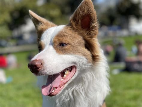 Should I Commit My Package Lockjson Or Yarnlock Alexitaylor