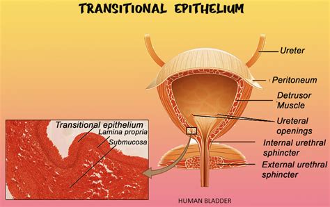 Transitional Epithelium Structure Function And Neet Mcqs