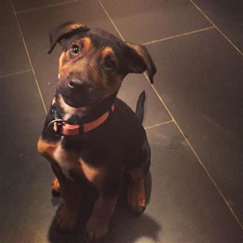 Pictures Of Daniel Hoffmann Gill