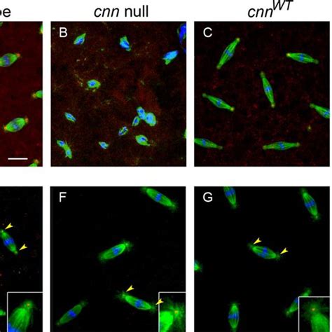 Localization Of Cp60 And Nek2 To Centrosomes Does Not Require Cnn