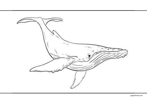 Humpback Whale Colouring In