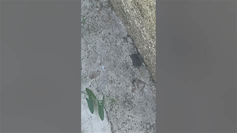 უცნაური ხოჭო Youtube