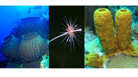 Calcarea Sponges Examples At Riley Saltau Blog