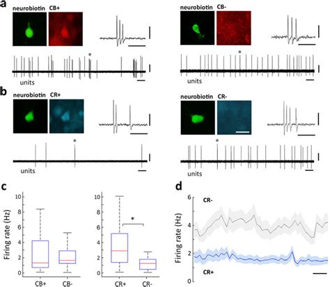 Spontaneous Firing Patterns Of Identified Neurons In The Midline Download Scientific Diagram