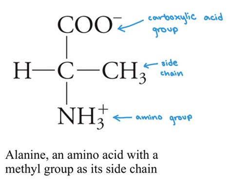 Biochem Unit 1 Exam Flashcards Quizlet
