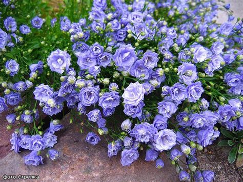 КОЛОКОЛЬЧИК ЛОЖЕЧНИЦЕЛИСТНЫЙ махровый | 花畑, 花, 多年草
