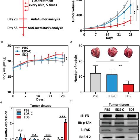 Eds Inhibits Tumor Progression And Metastasis In Vivo A Schematic