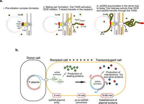 model for conjugation initiation and intracellular dynamics a i before