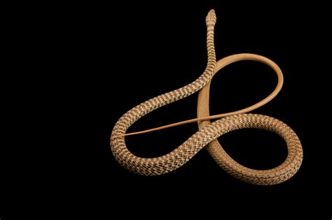 Male Wadi Racer Platyceps Rhodorachis Joel Sartore