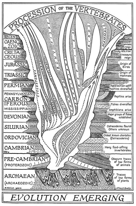 Trees Of Life A Visual History Of Scientific Diagrams Explaining