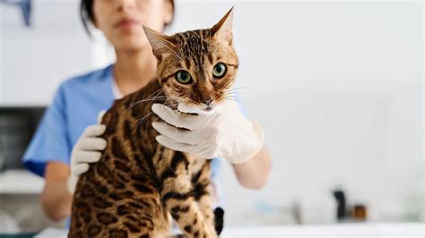 Amoxicillin For Cats Usage Dosage And Side Effects Goodrx
