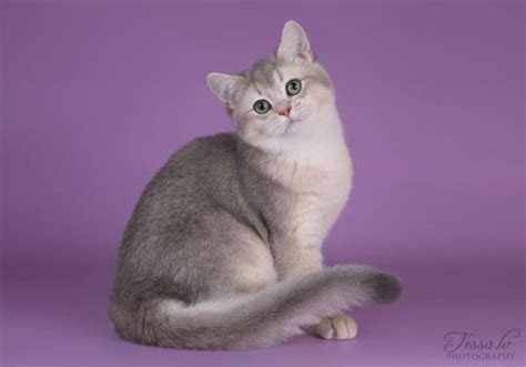British Shorthair Blue Golden Shaded Artofit
