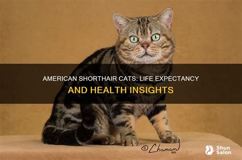 American Shorthair Cats Life Expectancy And Health Insights Shunsalon