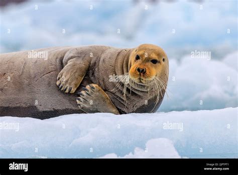 Close Up Of Bearded Seal On Iceberg Its Head Coloured Orange By Iron