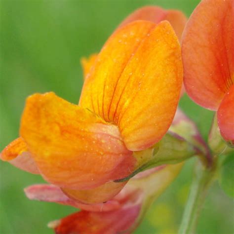 Birds Foot Trefoil Plant Lotus Corniculatus Boston Seeds