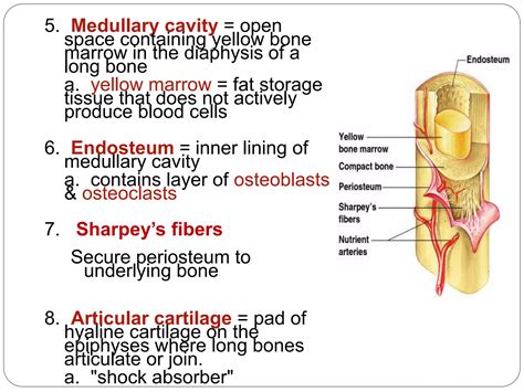 Development Structure And Organization Of Bone Pptx Bone And Joint Conditions Diseases And