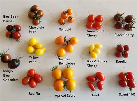 Can You Freeze Cherry Tomatoes Whole