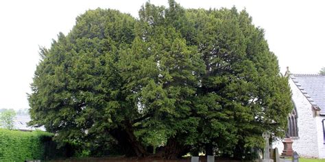 Ancient Giants Exploring The Oldest Trees On Earth