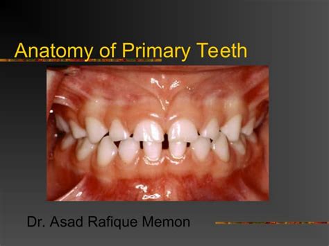 Anatomy Of Primary Teeth Age Group 6mnth To 6ppt