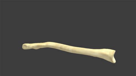 A P Lab Appendicular Skeleton Flashcards Quizlet