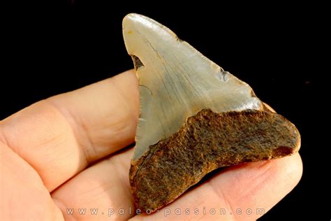 Shark Teeth Carcharodon Megalodon