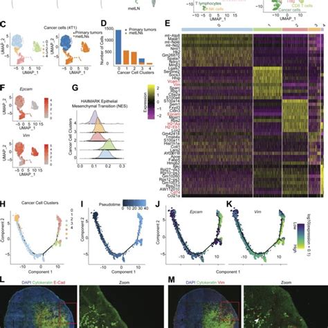 Single Cell Rna Seq Identified Emt Plasticity Of Cancer Cells In 4t1
