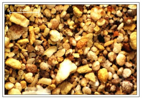 Photomicrograph Showing Abundant Assemblage Of Small Benthic Download Scientific Diagram