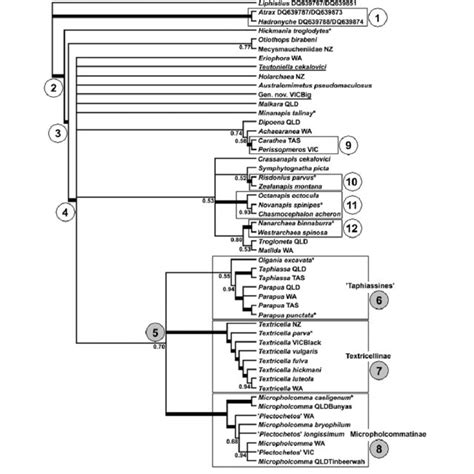 Bayesian Majority Rule Consensus Tree Resulting From The Combined Rrna