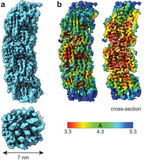 cryo em density map of s sanguinis t4p at 3 7 Å resolution the map was