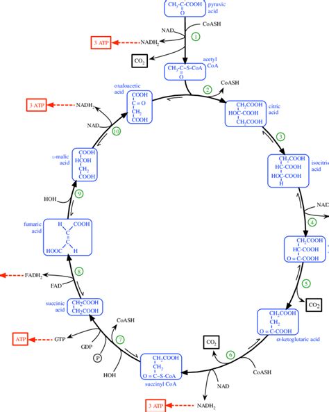 Simple Kreb Cycle