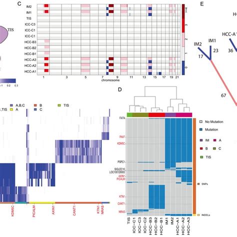 Intertumor Genetic Heterogeneity Among The Three Primary Tumors A The