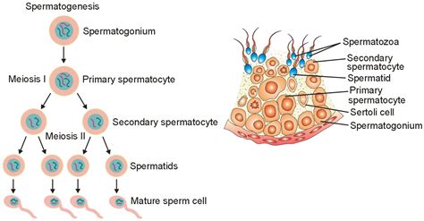 Which Is The Correct Sequence In Spermatogenesis