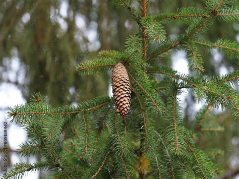 Spruce Trees Produce Male And Female Cones Male Cones Are Smaller And Contain Pollen While