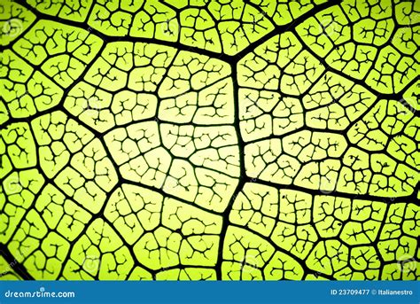 Leaf Veins Royalty Free Stock Photography Image