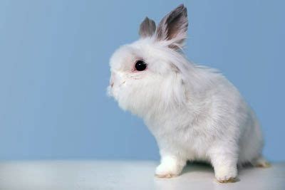 Jersey Wooly Rabbit Pet Profile